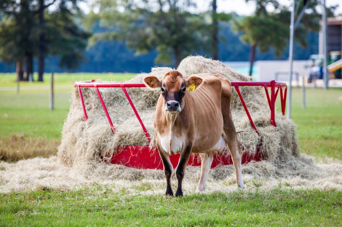 Gallery - Simply Natural Creamery