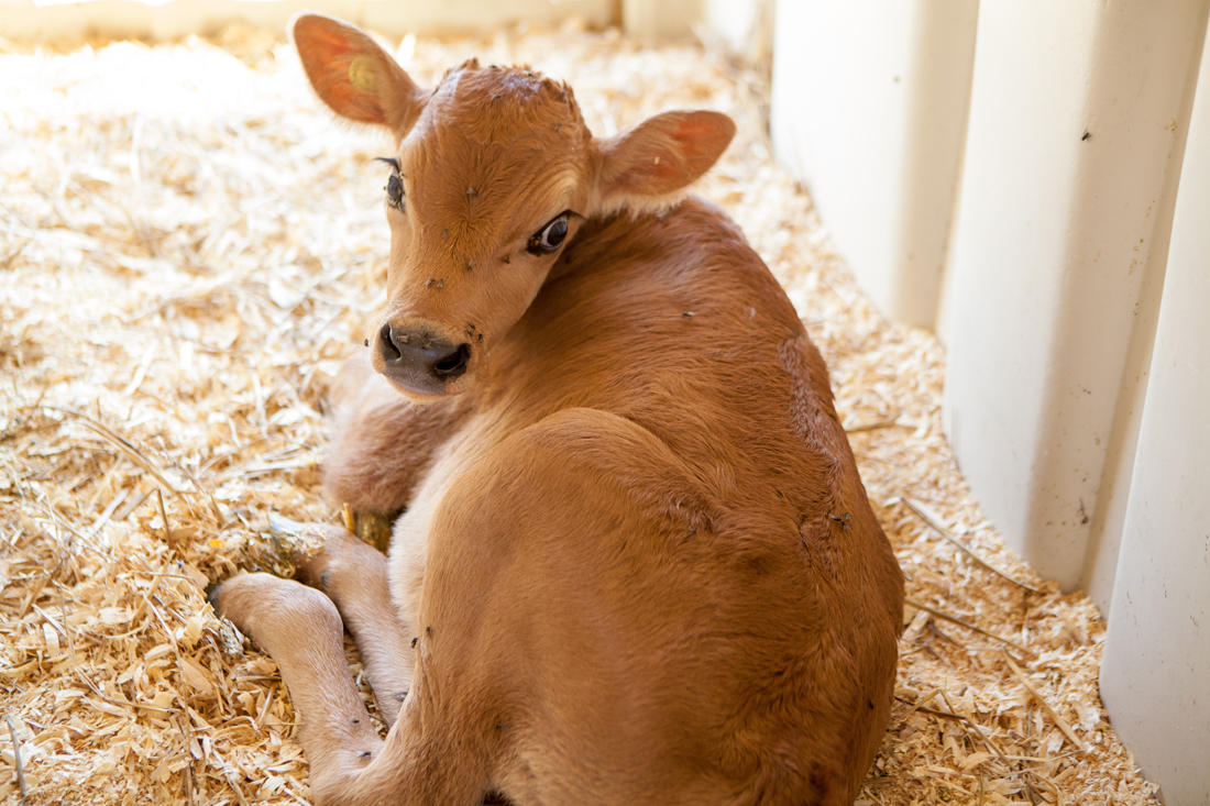 Gallery - Simply Natural Creamery