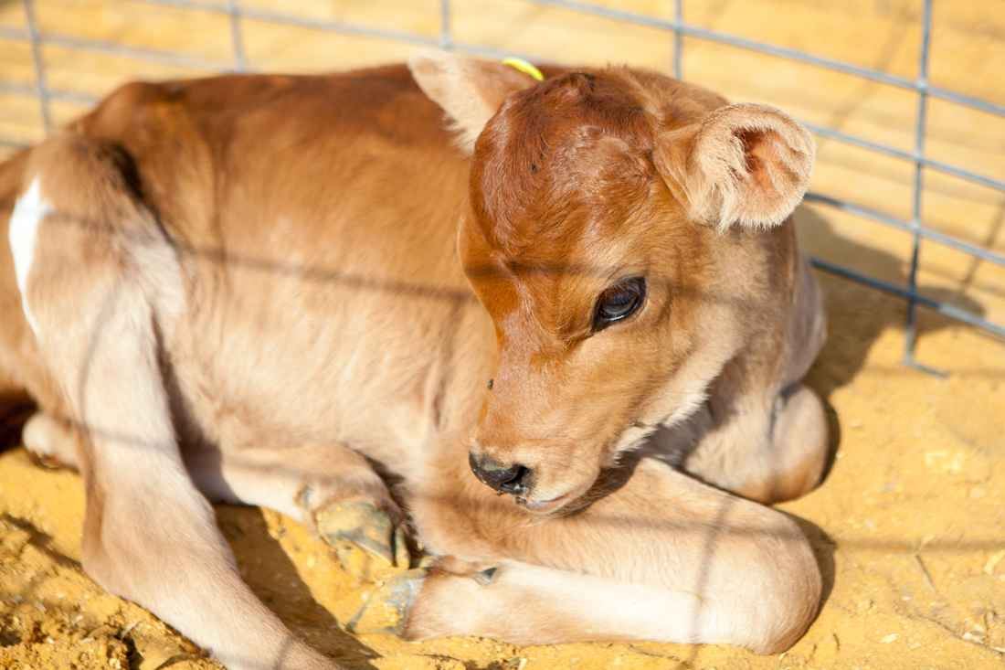 Gallery - Simply Natural Creamery